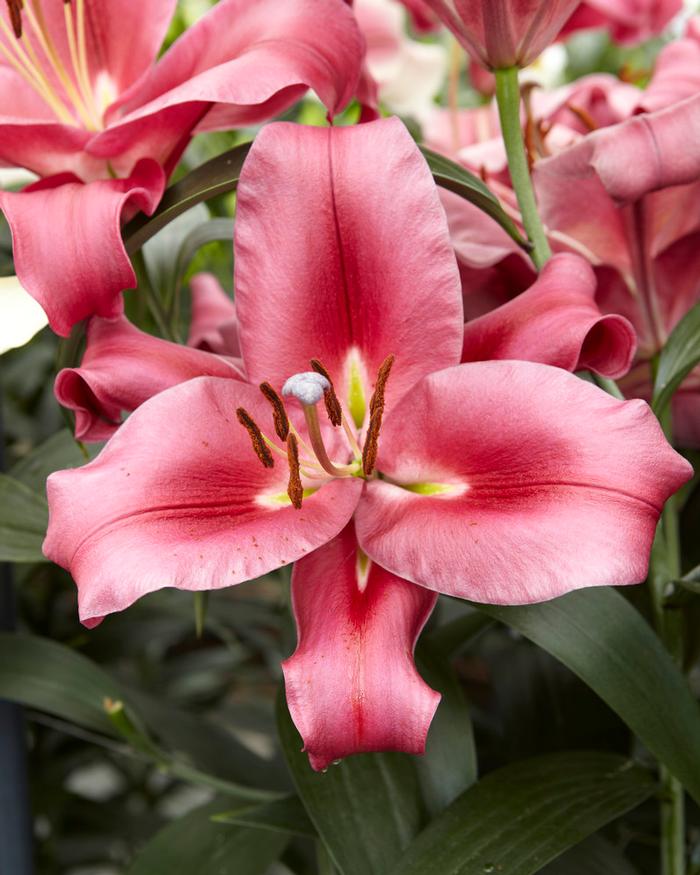 Lilium OT Hybrid 'Carbonero' Lily from ADR Bulbs