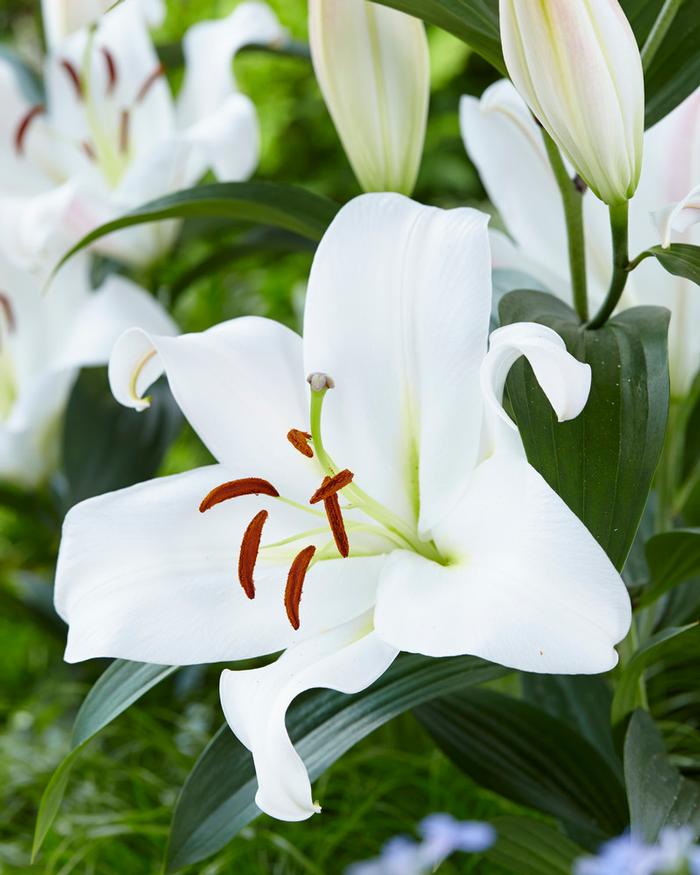 Lilium OT Hybrid 'Zambesi' Lily from ADR Bulbs