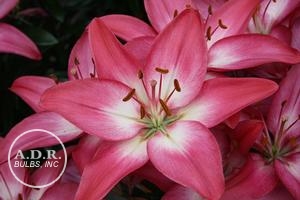 Lilium Tiny Asiatic 'Diamond' (Ships in Spring) Lily from ADR Bulbs