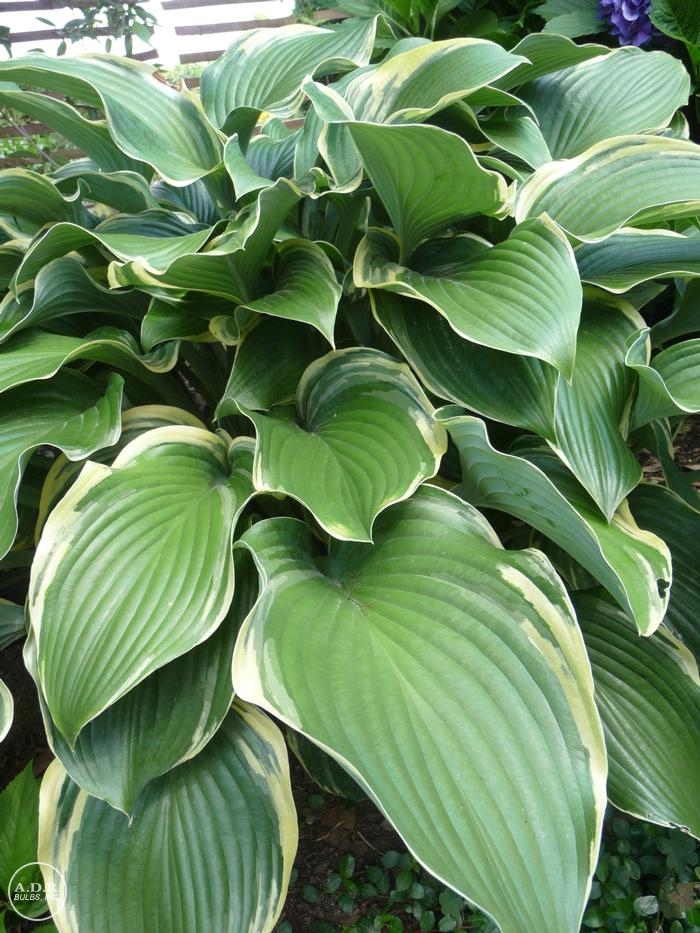 Hosta Regal Splendor (Ships in Spring) Plantain Lily from ADR Bulbs
