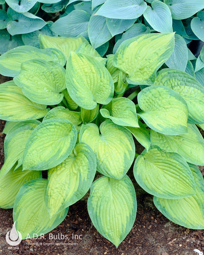 Hosta Sieboldiana Paradigm (Ships in Spring) Hosta from ADR Bulbs