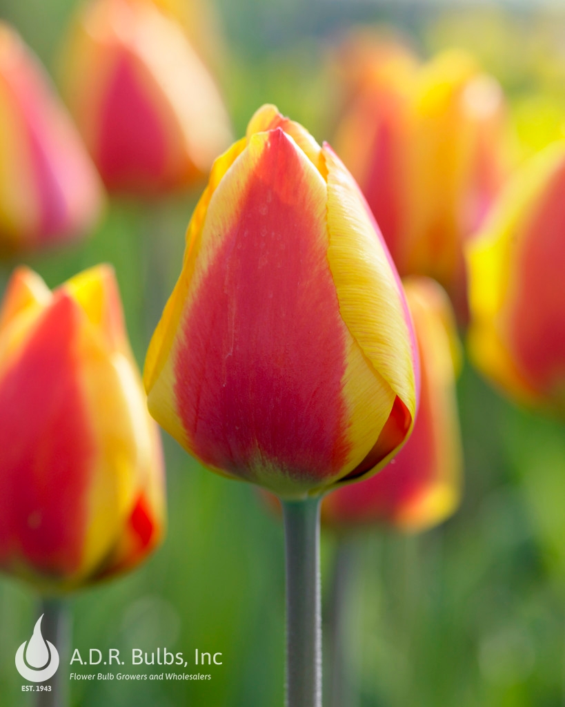 Tulipa Single Early 'Flair' Tulip from ADR Bulbs