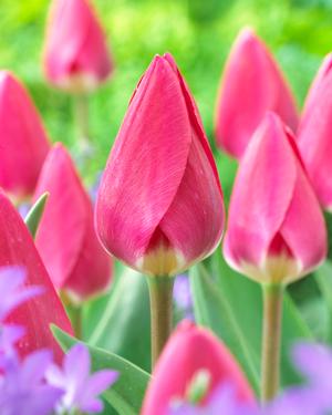 Tulipa darwin hybrid 'Rosy Delight' Tulip from ADR Bulbs