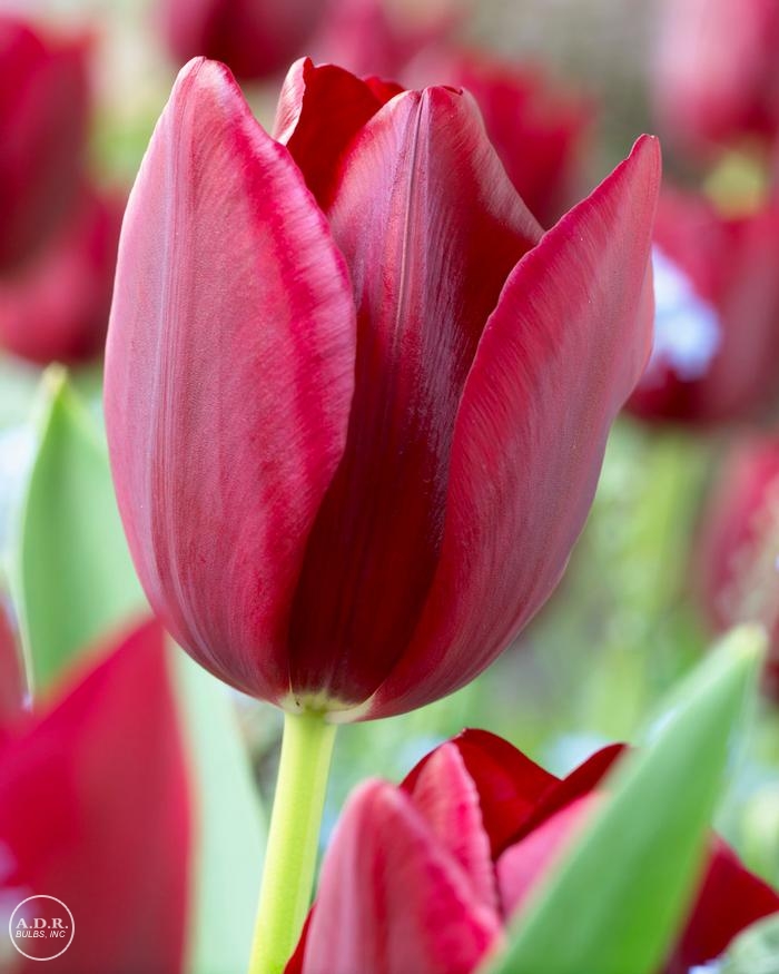 Tulipa triumph 'National Velvet' Tulip from ADR Bulbs
