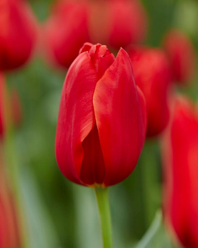 Tulipa Single Late 'Teddy Kollek' Tulip from ADR Bulbs
