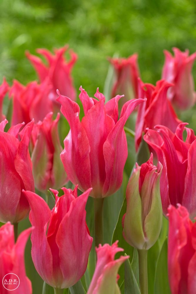 Tulipa lily flowering 'Pretty Love' Tulip from ADR Bulbs