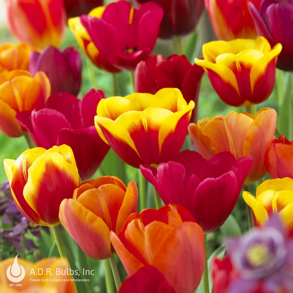 Tulipa Triumph 'Key West Mixture' Tulip from ADR Bulbs