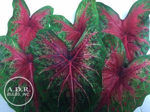 Caladium Fancy Leaf 'Wildfire' (Ships in Spring) Caladium from ADR Bulbs