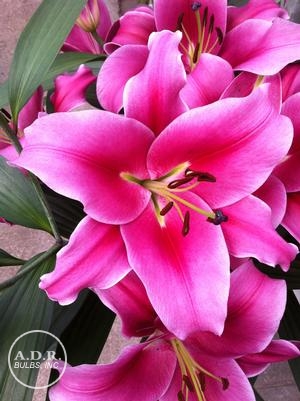 Lilium OT Hybrid 'Dalian Lily from ADR Bulbs
