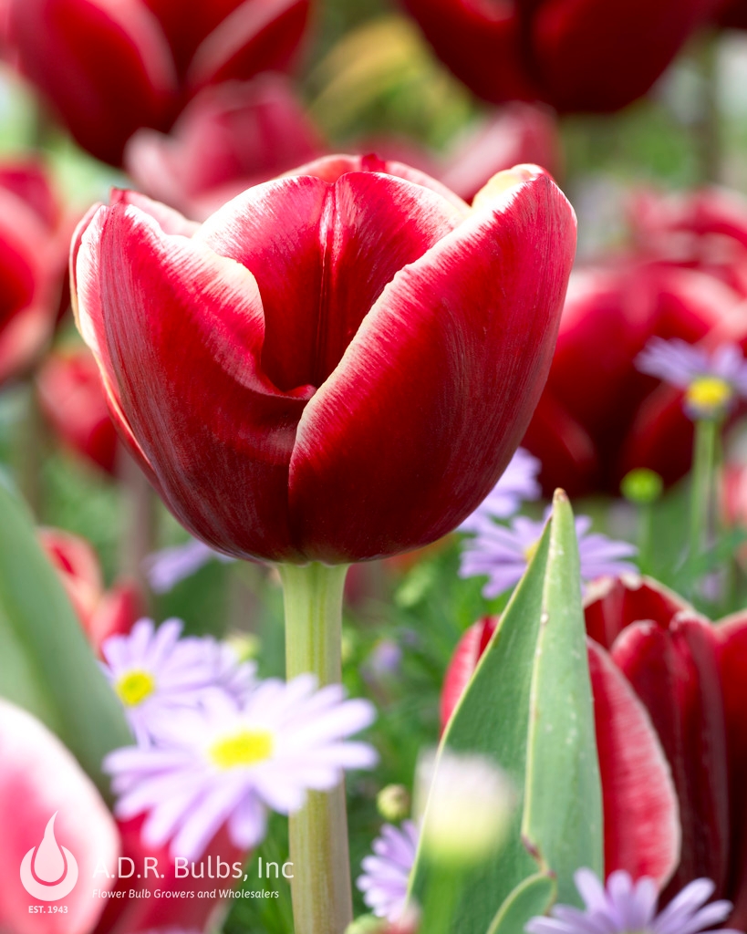 Tulipa triumph 'Armani' Tulip from ADR Bulbs