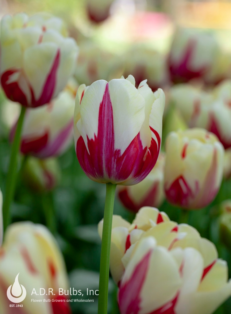 Tulipa Single Late 'World Expression' Tulip from ADR Bulbs
