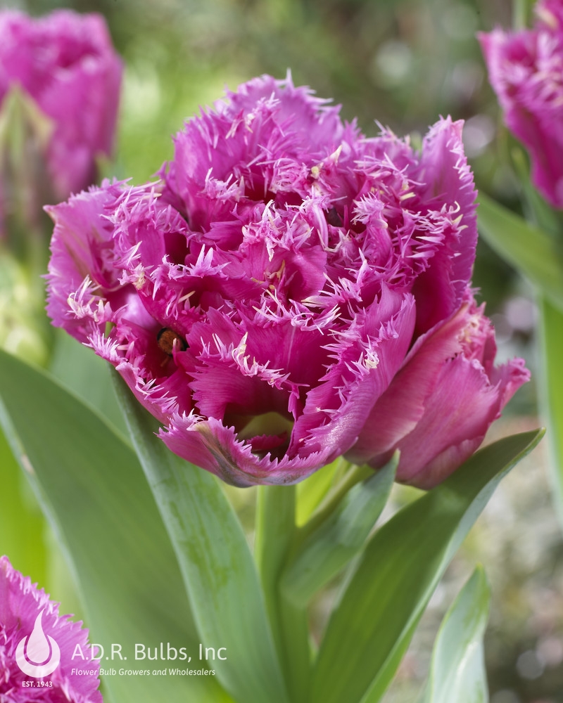 Tulipa fringed 'Matchpoint' Tulip from ADR Bulbs