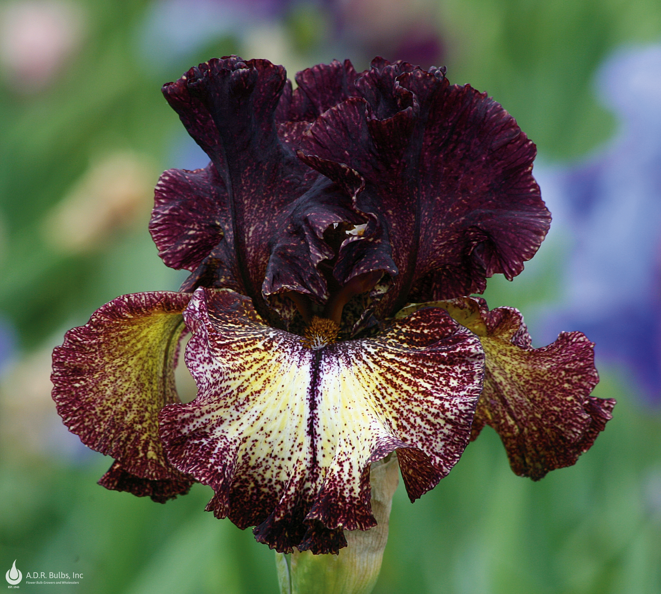 Iris Germanica 'Sorbonne' Bearded Iris from ADR Bulbs