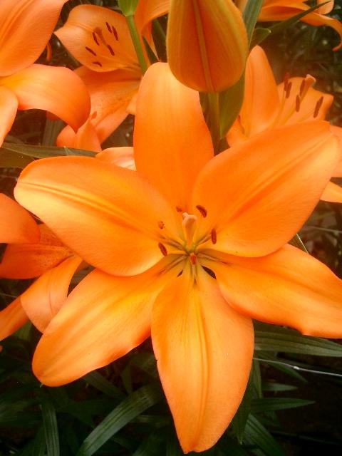 Lilium Asi-Florum 'Eremo' (Ships in Spring) Lily from ADR Bulbs