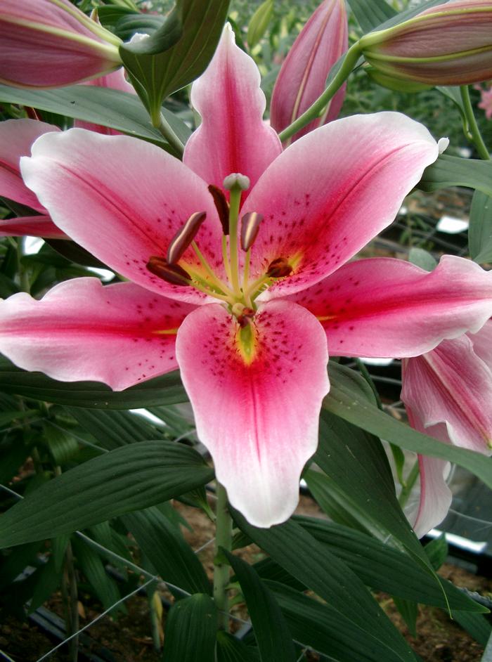 Lilium Oriental 'Tiber' (Ships in Spring) Lily from ADR Bulbs