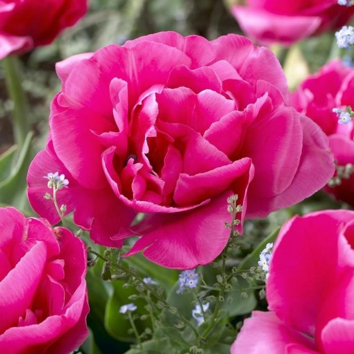 Tulipa double late 'Sunset Tropical' Tulip from ADR Bulbs