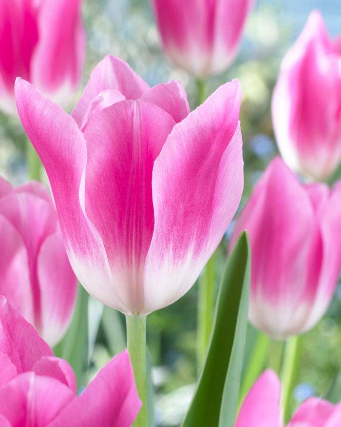 Tulipa triumph 'Royal Ten' Tulip from ADR Bulbs