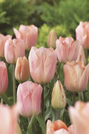 Tulipa single early 'Apricot Beauty' Tulip from ADR Bulbs