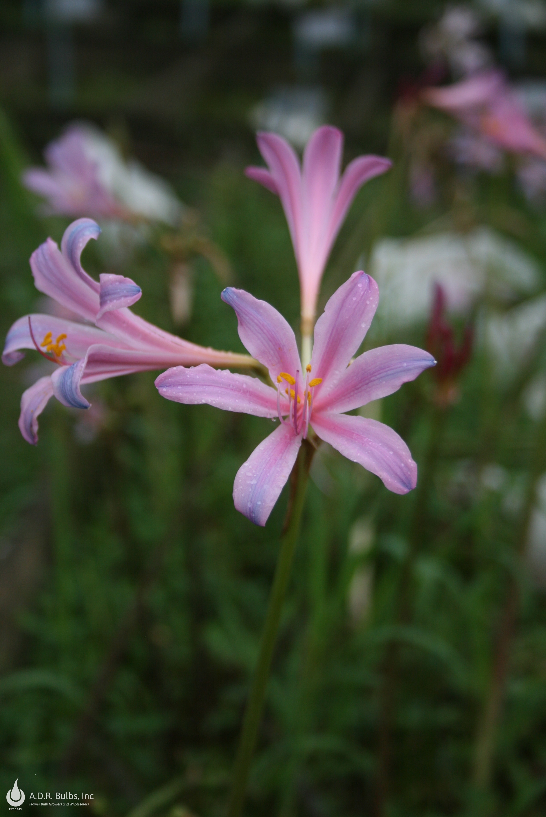 Lycoris spider lily 'Sprengeri' Lycoris from ADR Bulbs