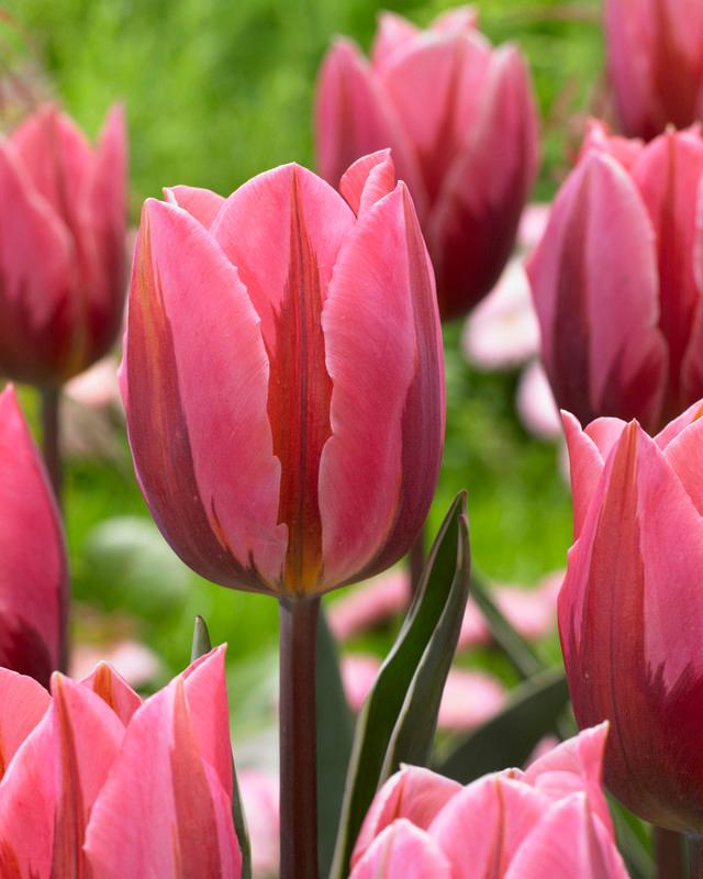 Tulipa triumph 'Pretty Princess' Tulip from ADR Bulbs