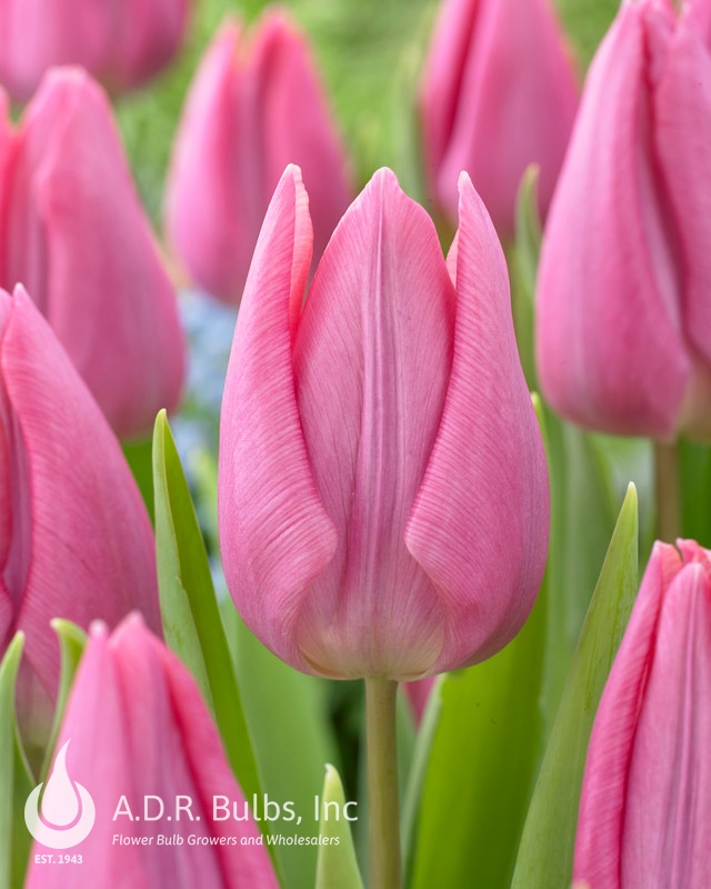 Tulipa Triumph 'Delta Sugar' Tulip from ADR Bulbs