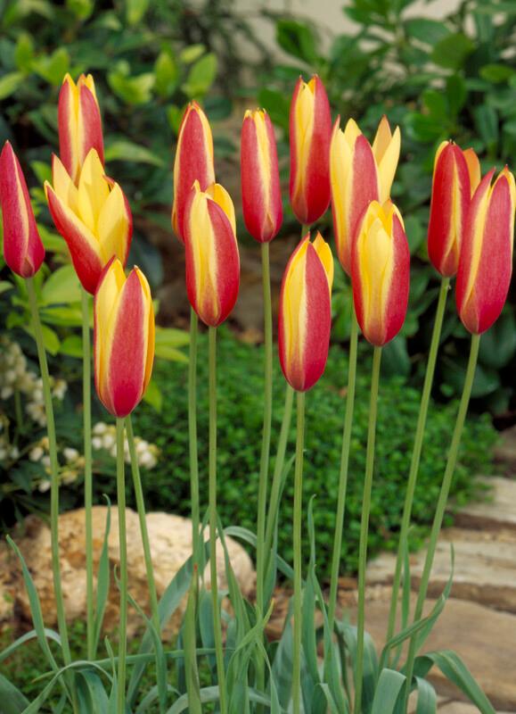 Tulipa Miniature 'Clusiana Cynthia' Tulip from ADR Bulbs