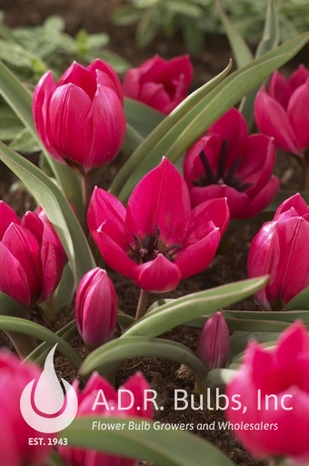 Tulipa Miniature 'Violacea Black Base' Tulip from ADR Bulbs