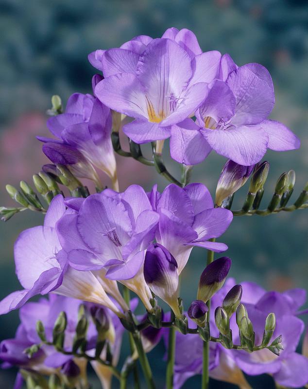 Freesia Single Blue Freesia from ADR Bulbs