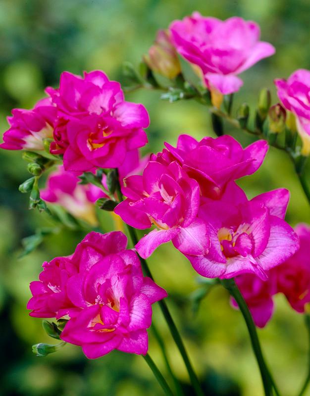 Freesia Double Pink Freesia from ADR Bulbs