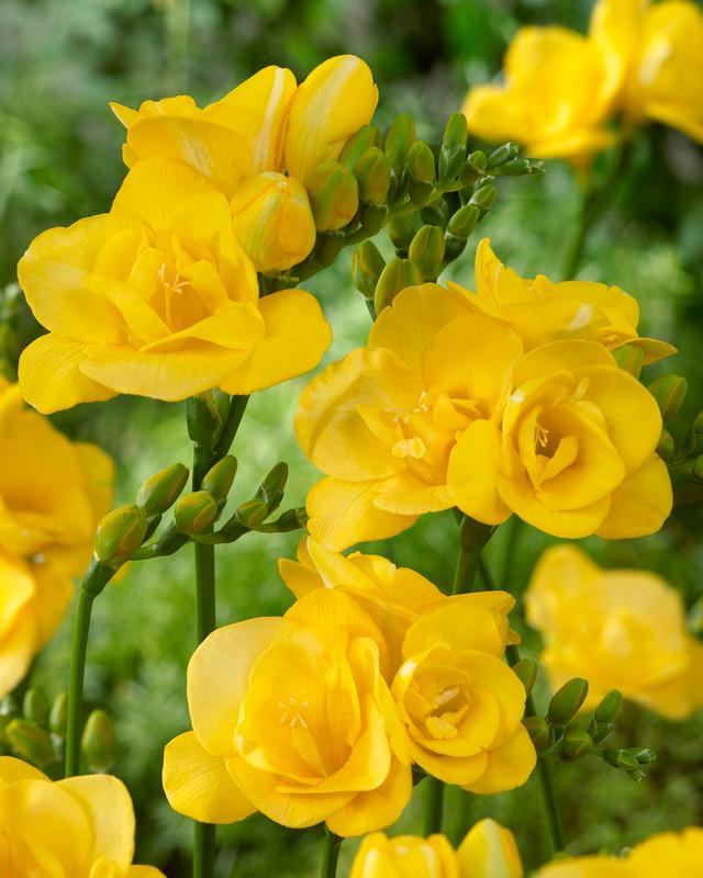Freesia Double Yellow Freesia from ADR Bulbs