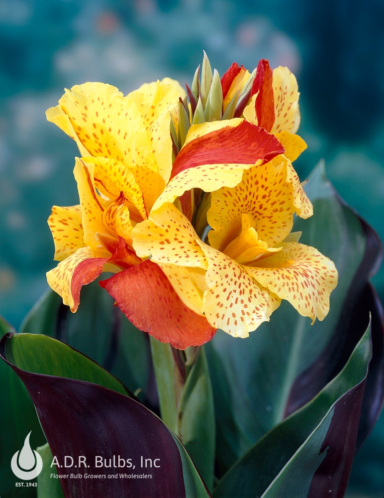 Canna Tall Green Leaf 'Cleopatra'' (Ships in Spring) Canna from ADR Bulbs