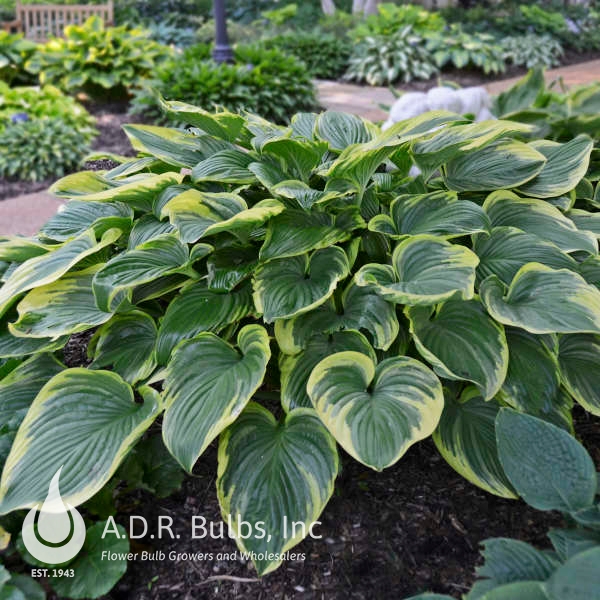 Hosta Victory (Ships in Spring) Hosta from ADR Bulbs
