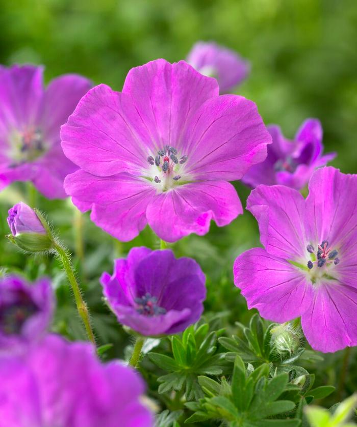 Geranium Max Frei (Ships in Spring) Geranium from ADR Bulbs
