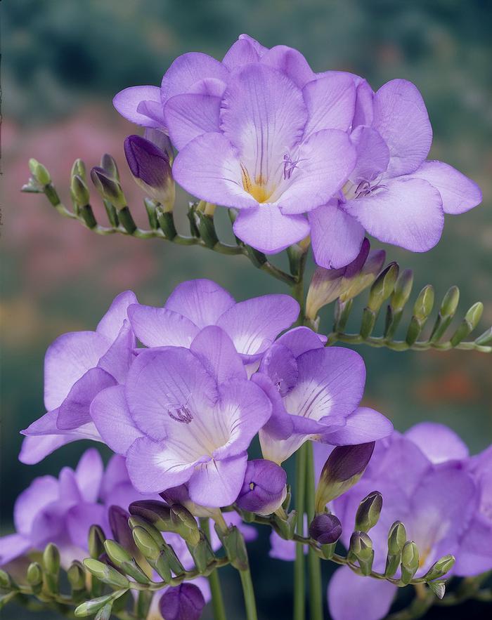 Freesia Single Blue (Ships in Spring) Freesia from ADR Bulbs