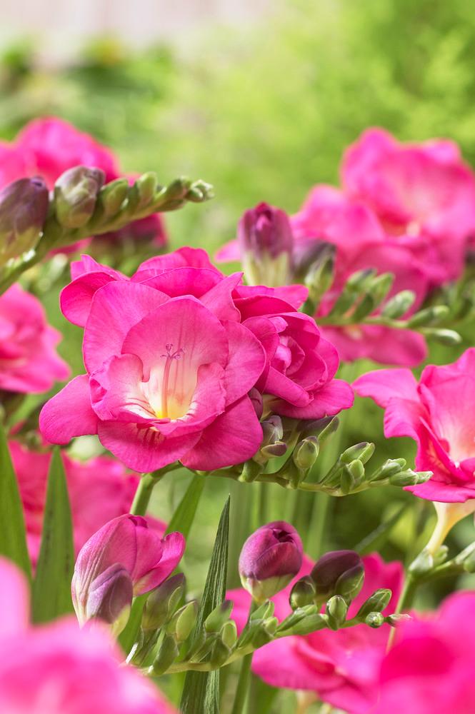 Freesia Single Pink (Ships in Spring) Freesia from ADR Bulbs