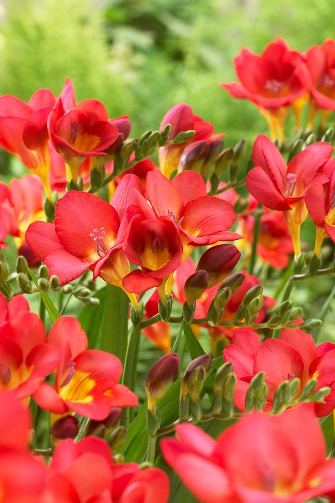Freesia Single Red (Ships in Spring) Freesia from ADR Bulbs