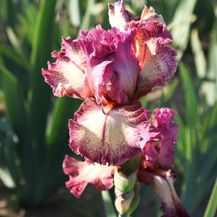 Iris Germanica 'Rockstar' Bearded Iris from ADR Bulbs