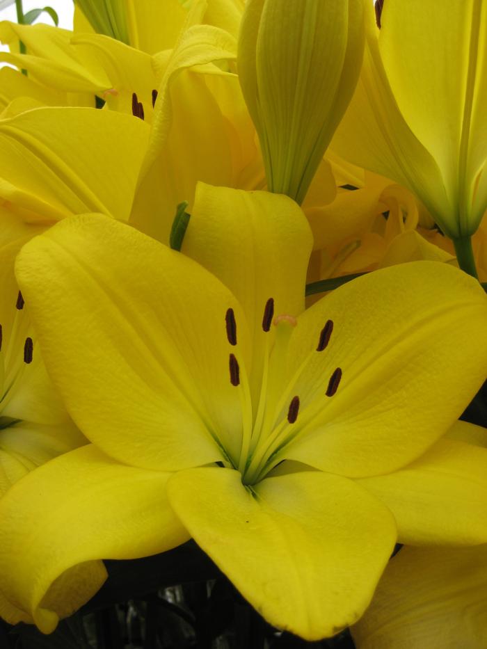 Lilium Asi-Florum 'Pavia' (Ships in Spring) Lily from ADR Bulbs