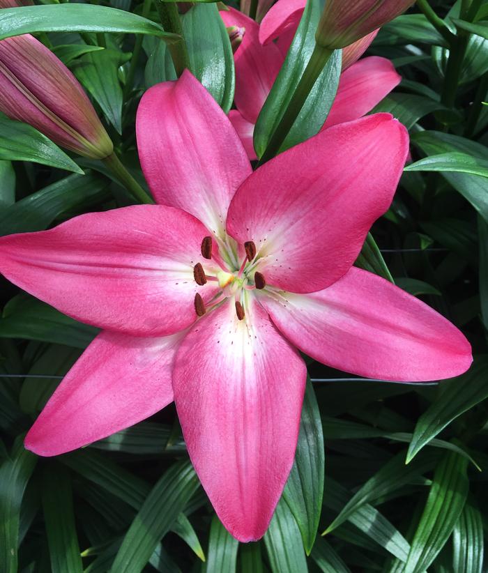 Lilium Asi-Florum 'Arbatax' (Ships in Spring) Lily from ADR Bulbs
