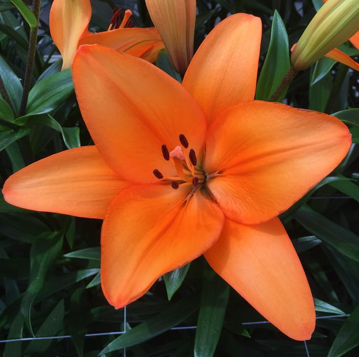 Lilium Asi-Florum 'Honesty' (Ships in Spring) Lily from ADR Bulbs