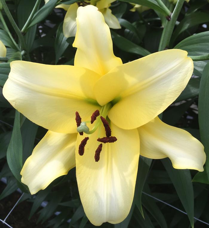 Lilium OT Hybrid 'Outback' (Ships in Spring) Lily from ADR Bulbs