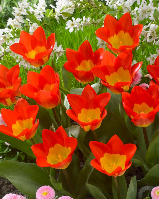 Tulipa Emperor 'Oracle' Tulip from ADR Bulbs