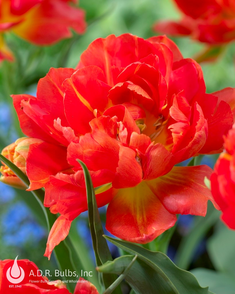 Tulipa Double Early 'Monte Orange' Tulip from ADR Bulbs