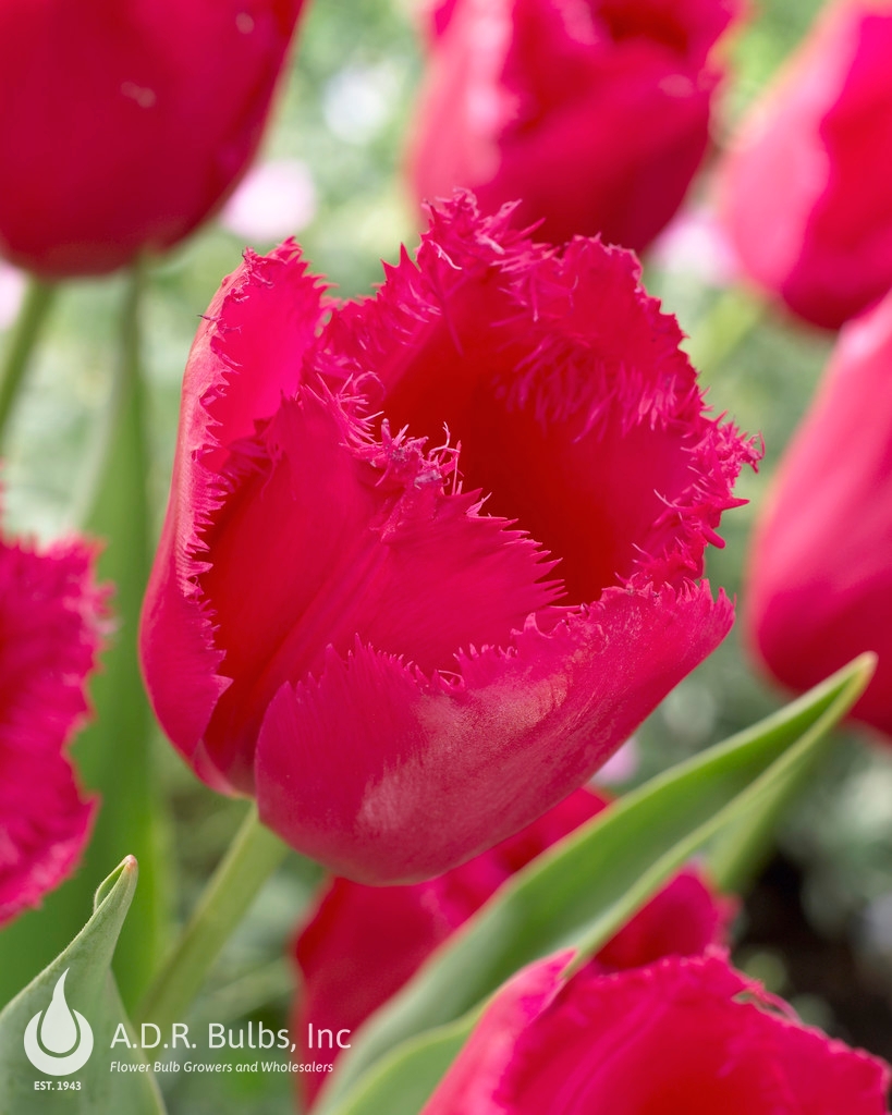 Tulipa Fringed 'Burgundy Lace' Tulip from ADR Bulbs