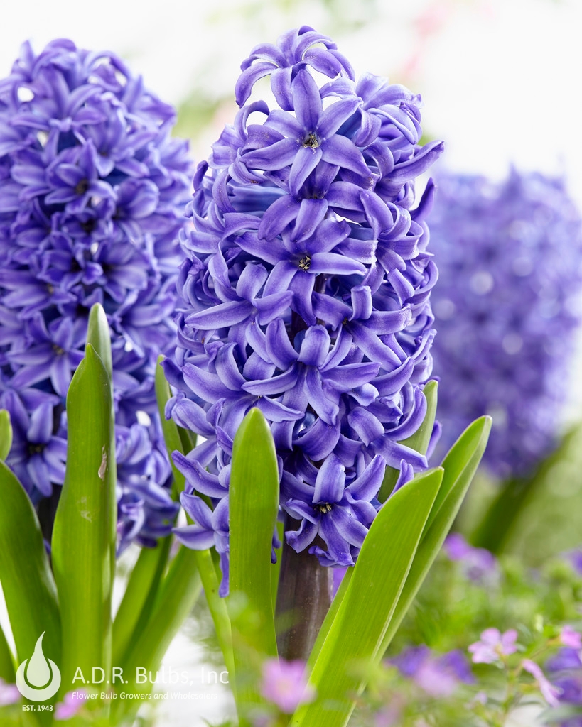 Hyacinthus Orientalis 'Blue Pearl' Hyacinth from ADR Bulbs