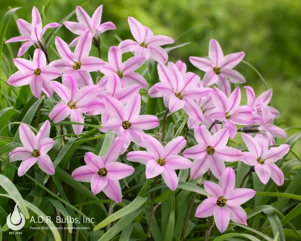 Ipheion Uniflorum 'Charlotte Bishop' Spring Starflower from ADR Bulbs