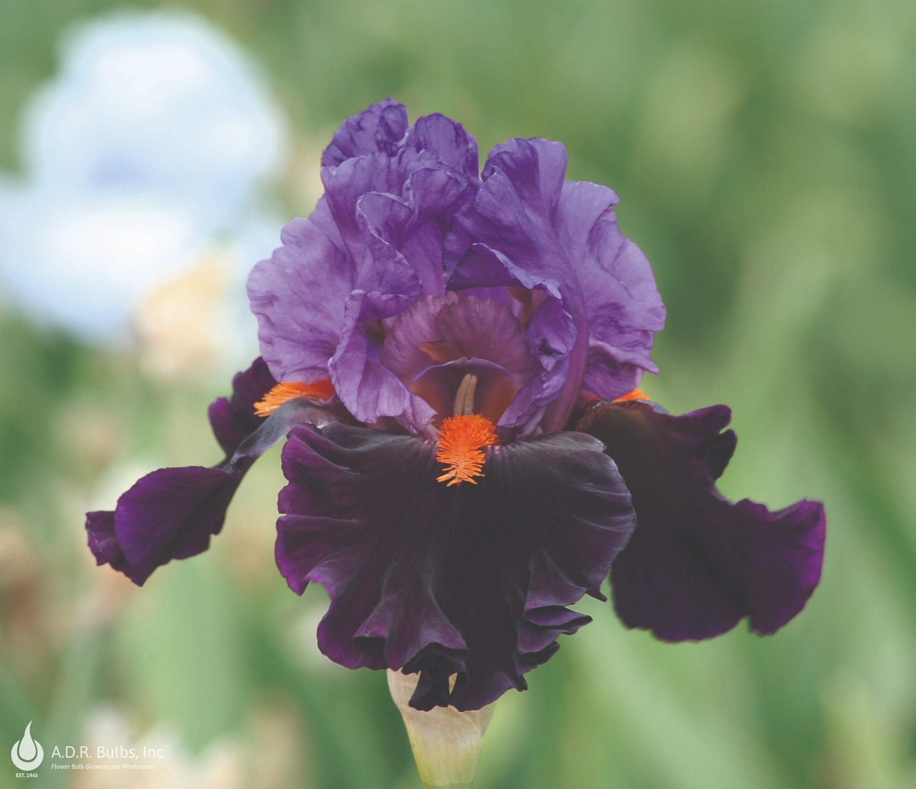 Iris Germanica 'Sharp Dressed Man' Bearded Iris from ADR Bulbs
