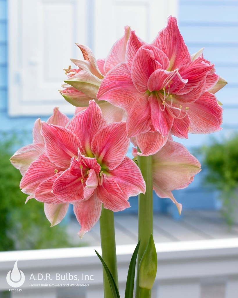 Amaryllis Dutch 'Sweet Nymph' Amaryllis from ADR Bulbs