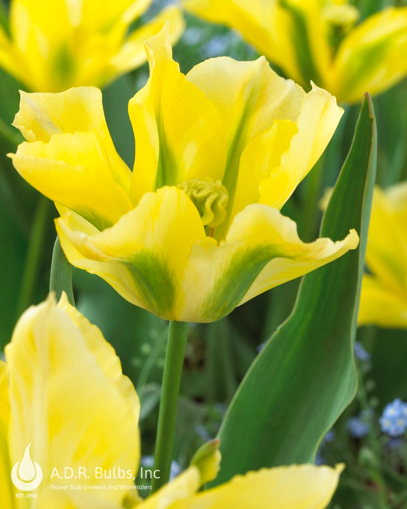 Tulipa Green 'Yellow Spring Green' Tulip from ADR Bulbs