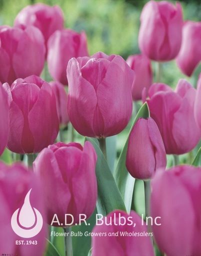 Tulipa Triumph 'Don Quichotte' Tulip from ADR Bulbs